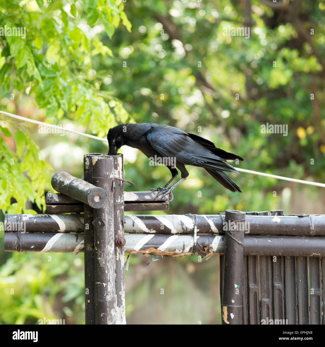 Corvidae bird in the zoo Stock Photo - Alamy