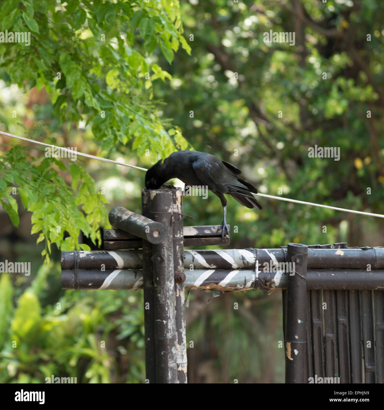 Corvidae bird in the zoo Stock Photo - Alamy