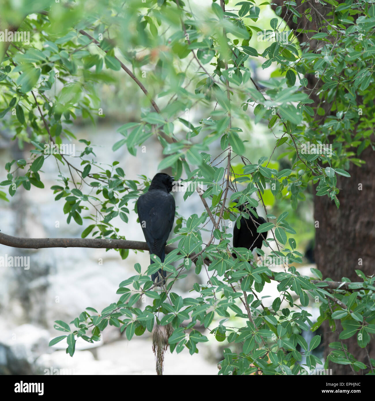 Corvidae bird in the zoo Stock Photo - Alamy