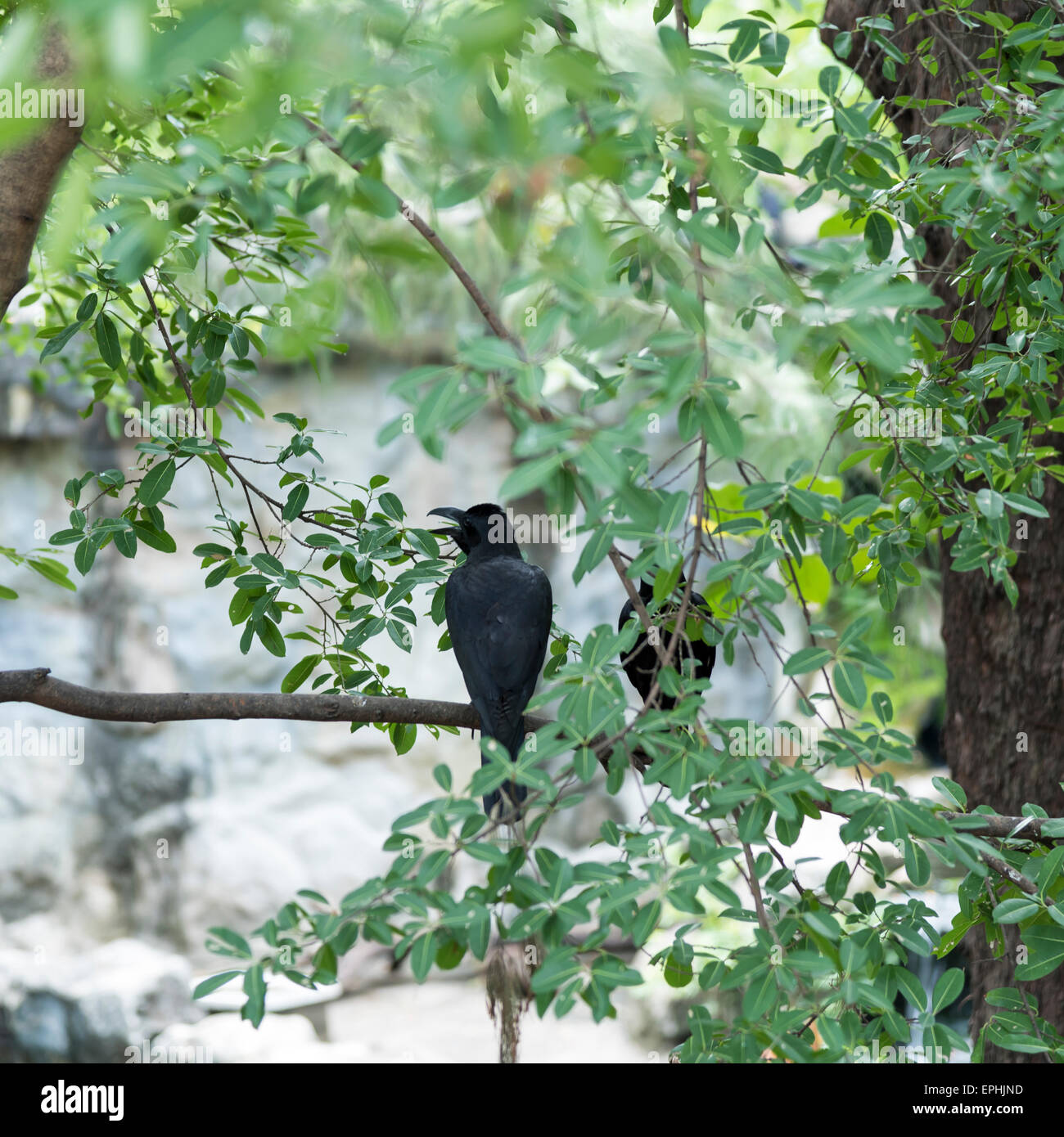 Corvidae bird in the zoo Stock Photo - Alamy