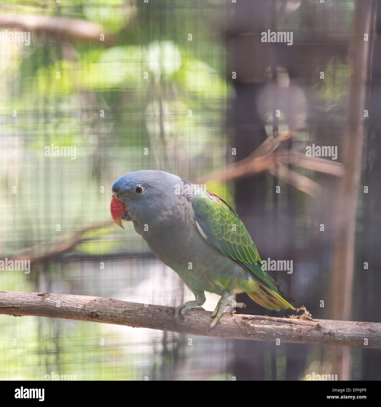 Blue rumped parrot hi-res stock photography and images - Alamy