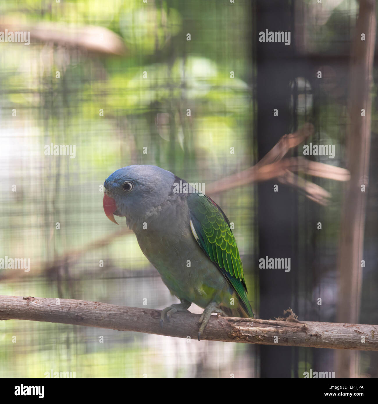 Blue-rumped Parrot in cage Stock Photo - Alamy