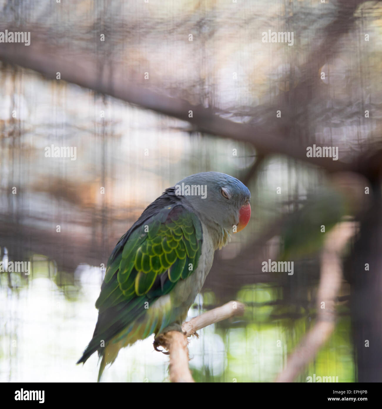 Blue rumped parrot hi-res stock photography and images - Alamy
