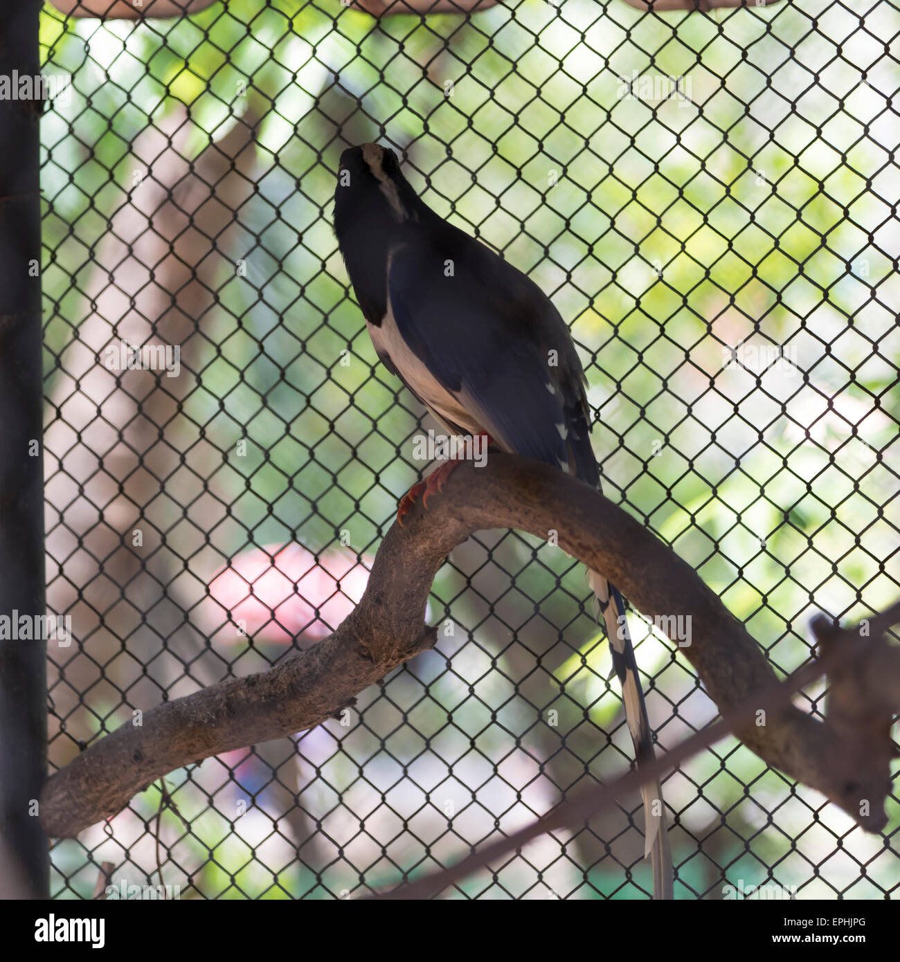 Red-billed blue magpie Stock Photo - Alamy