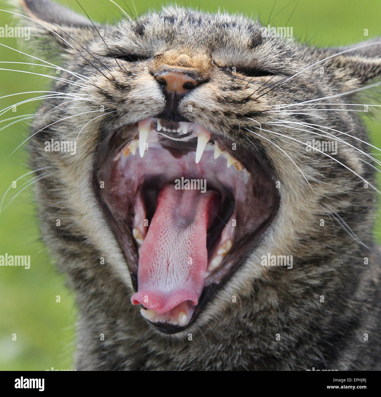 Roar some hi-res stock photography and images - Alamy