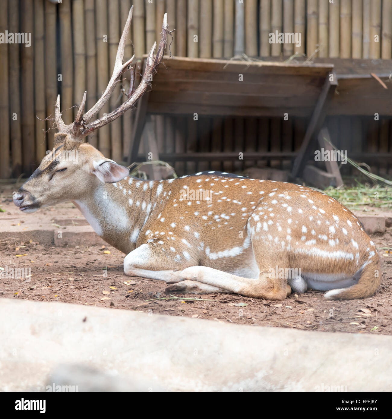 Sika deer and new forest hi-res stock photography and images - Alamy