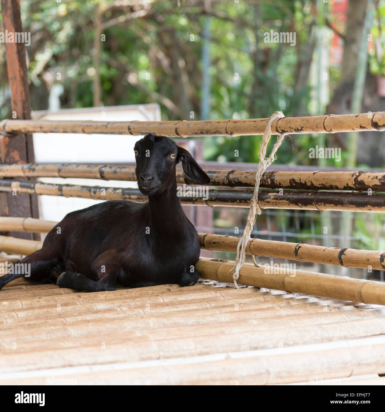 Kiko goat hi-res stock photography and images - Alamy
