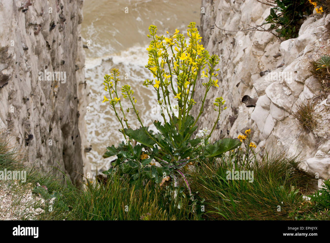 Wild cabbage hi-res stock photography and images - Alamy