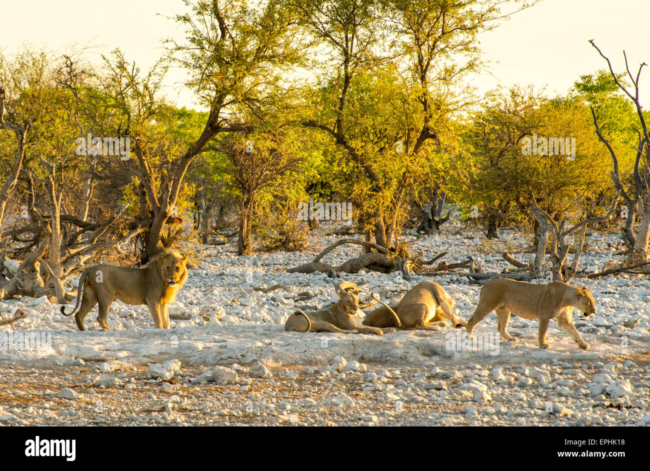 Group of lions hi-res stock photography and images - Alamy