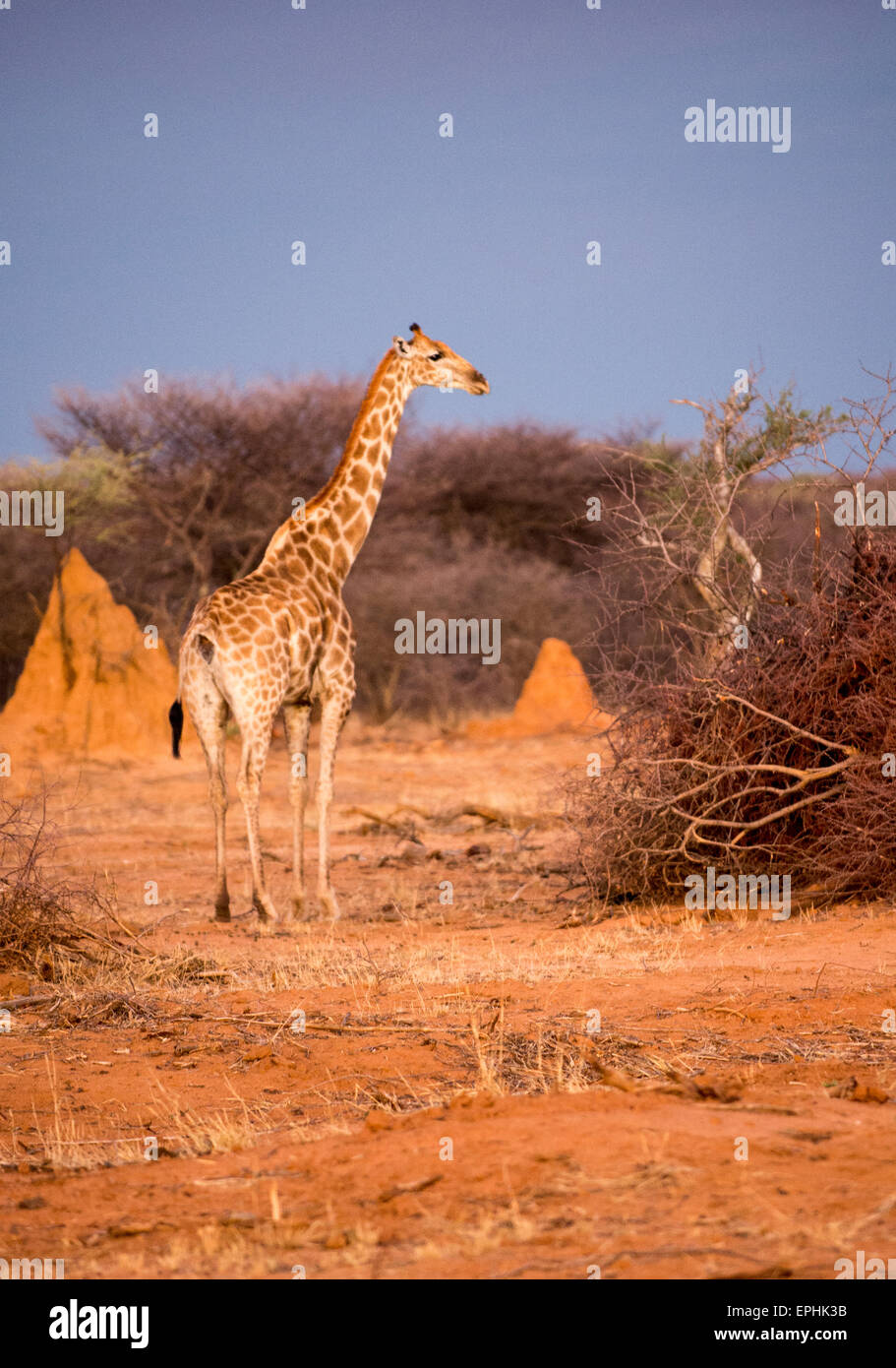 Africa, Namibia. AfriCat Foundation. Single giraffe standing Stock ...