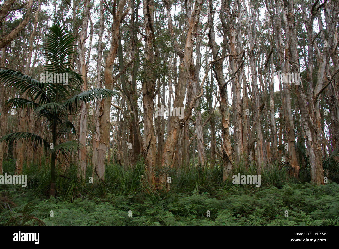 Lachlan Swamp in Centennial Park in Sydney, Australia Stock Photo - Alamy