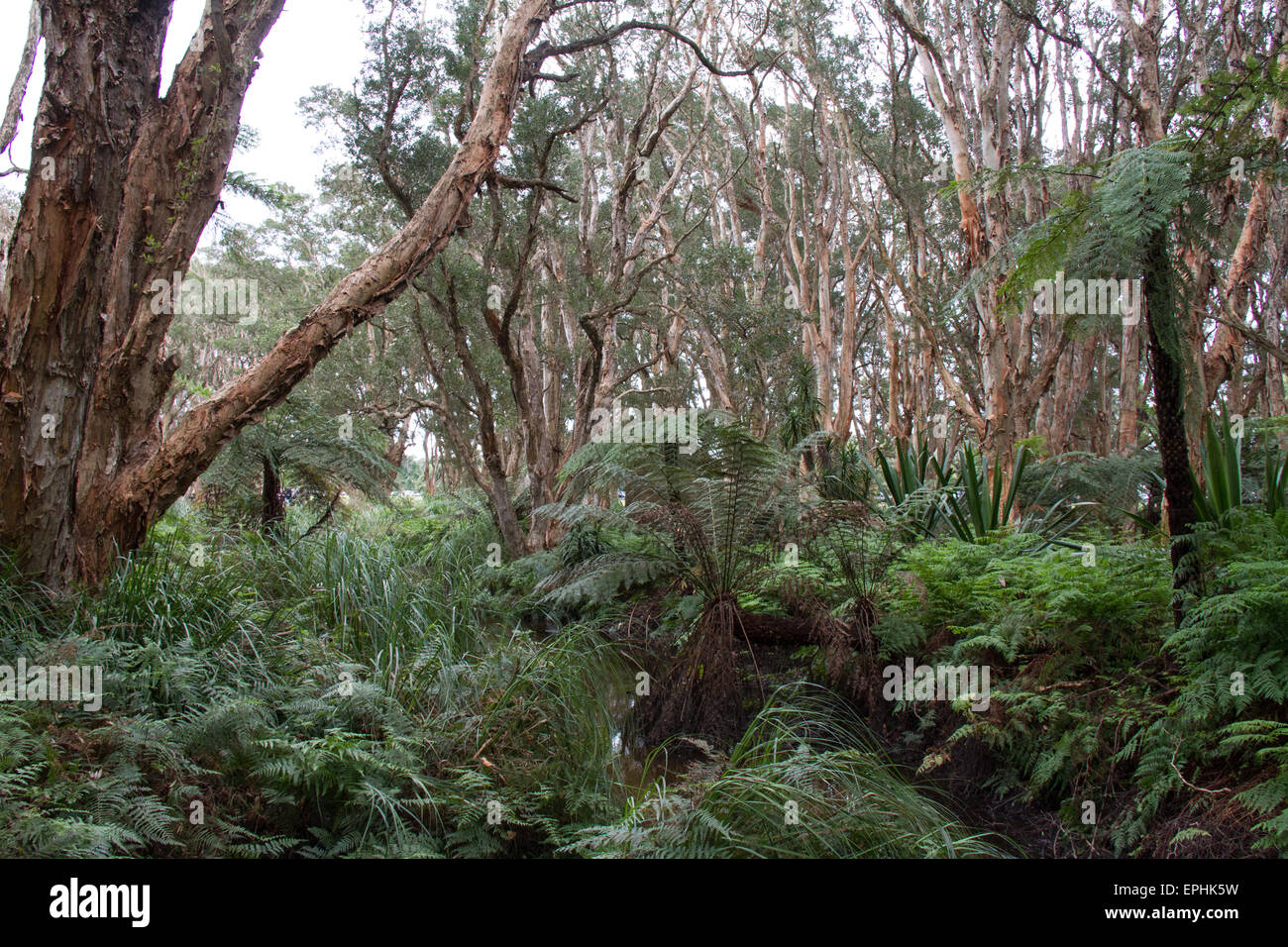 Lachlan Swamp in Centennial Park in Sydney, Australia Stock Photo - Alamy