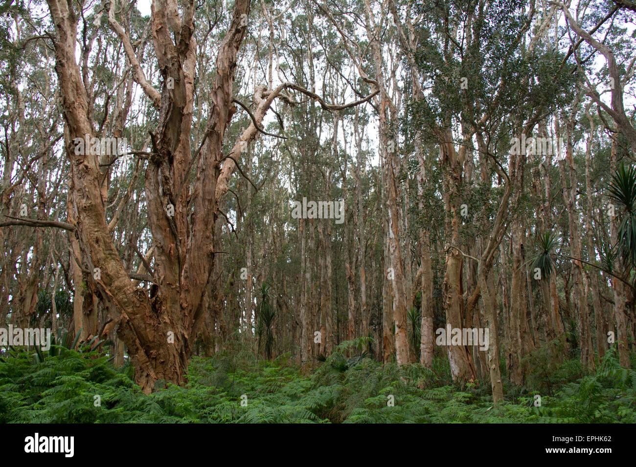 Lachlan Swamp in Centennial Park in Sydney, Australia Stock Photo - Alamy