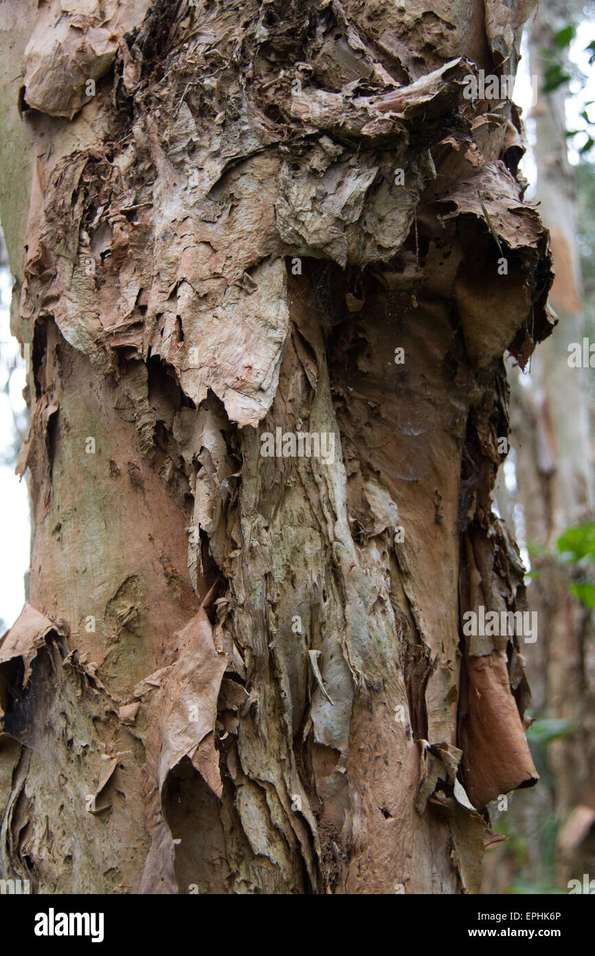 Paper bark trees in Centennial Park in Sydney, Australia Stock Photo ...