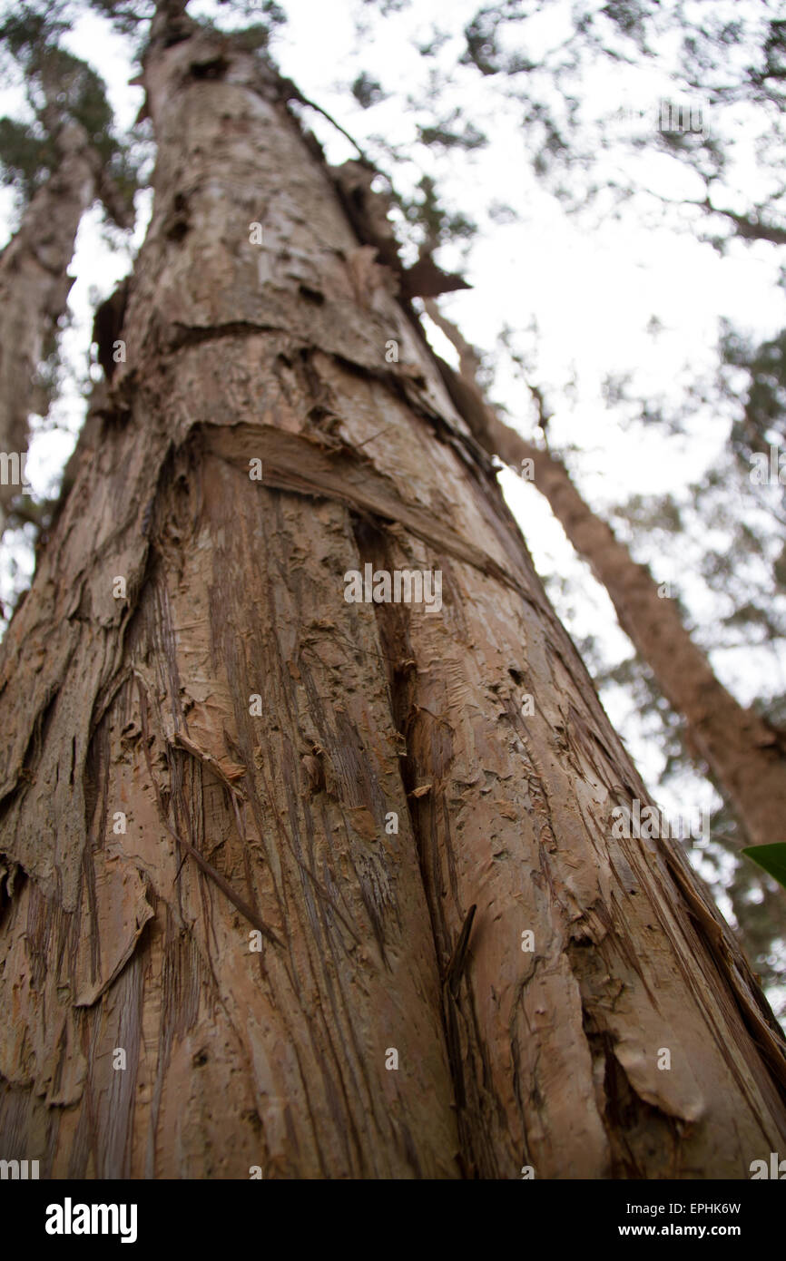Paper bark trees in Centennial Park in Sydney, Australia Stock Photo ...