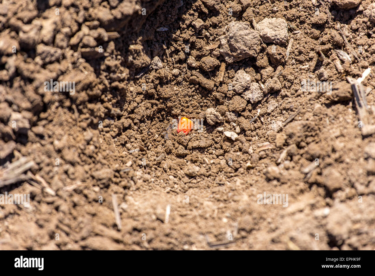 Soil erosion in corn field hi-res stock photography and images - Alamy
