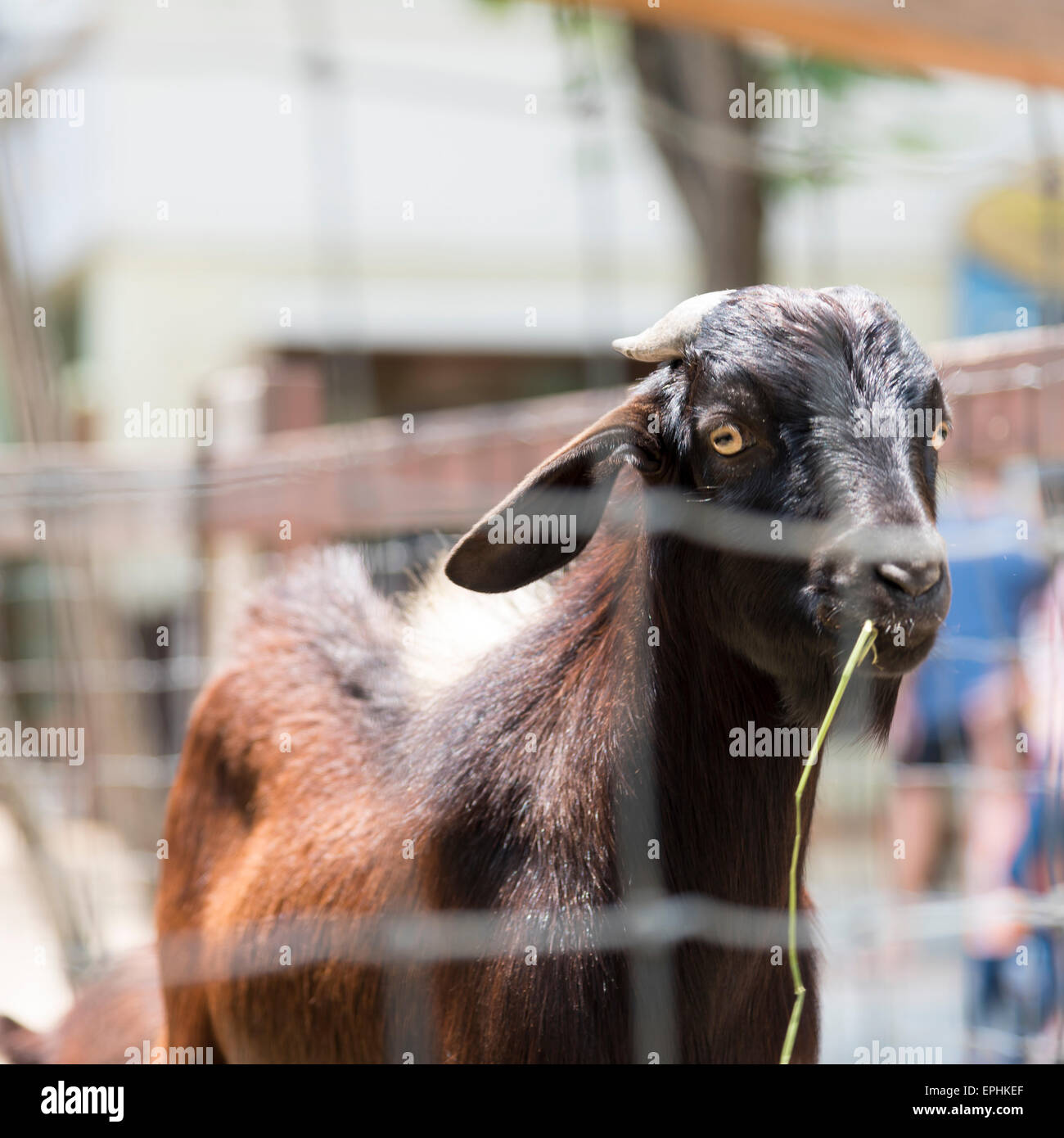 Kiko goat hi-res stock photography and images - Alamy
