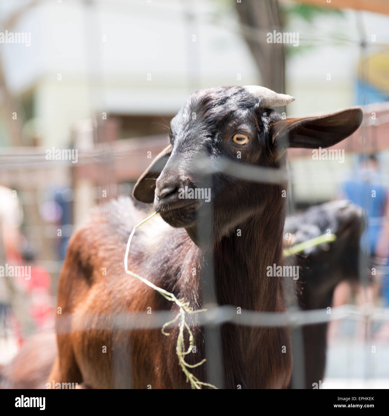 Kiko goats hi-res stock photography and images - Alamy