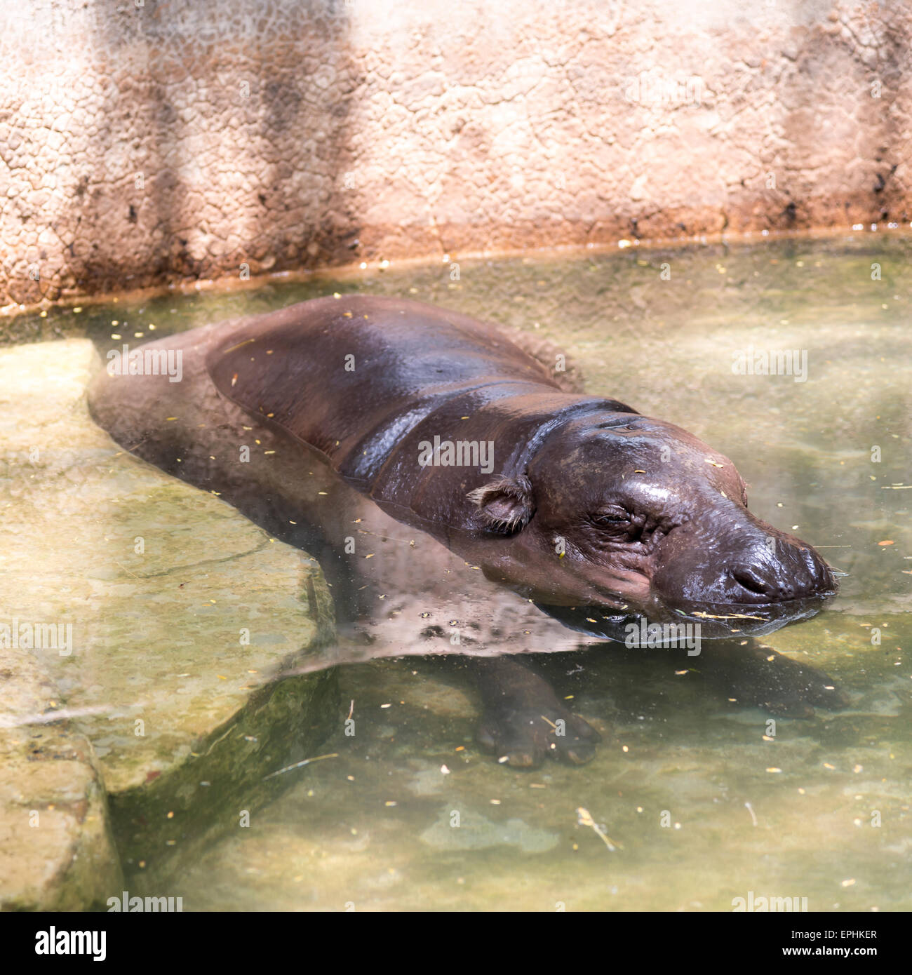 Hippopotamus background hi-res stock photography and images - Alamy