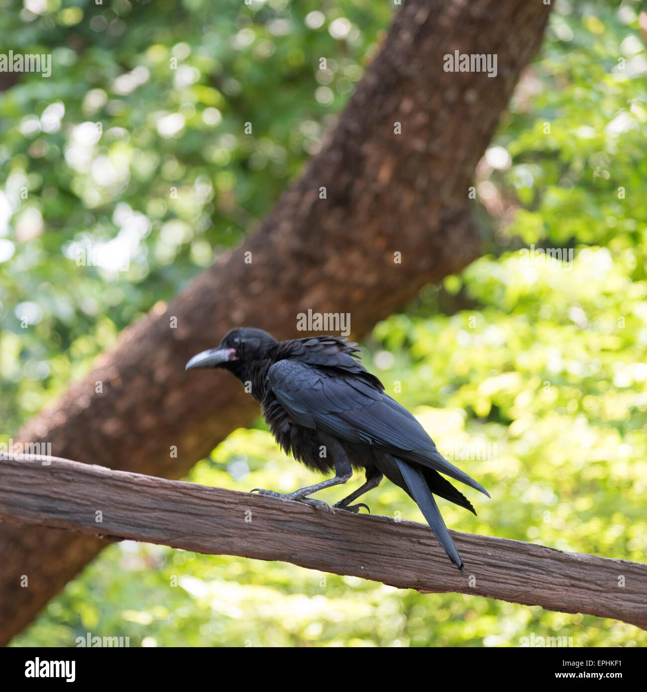 Corvidae bird in the zoo Stock Photo - Alamy