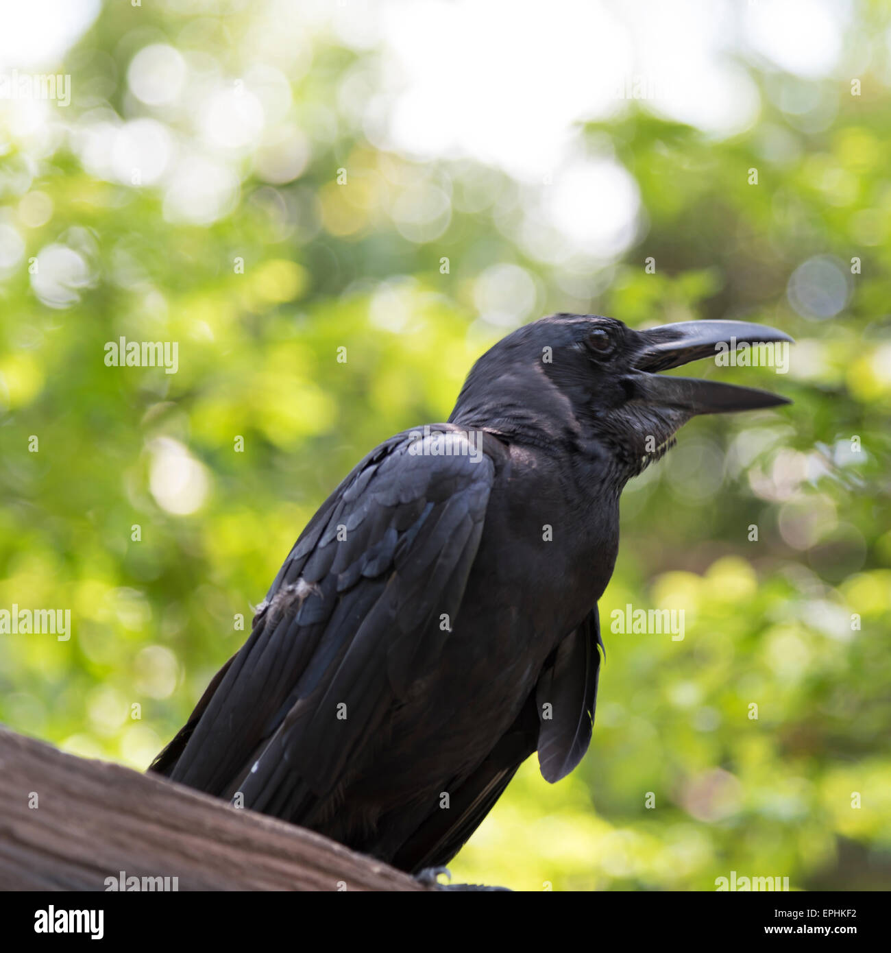 Corvidae bird in the zoo Stock Photo - Alamy