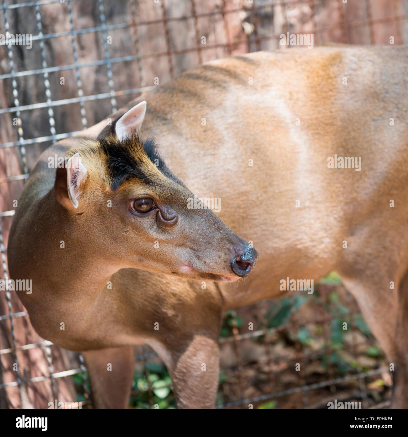 Chinese muntjacs hi-res stock photography and images - Alamy