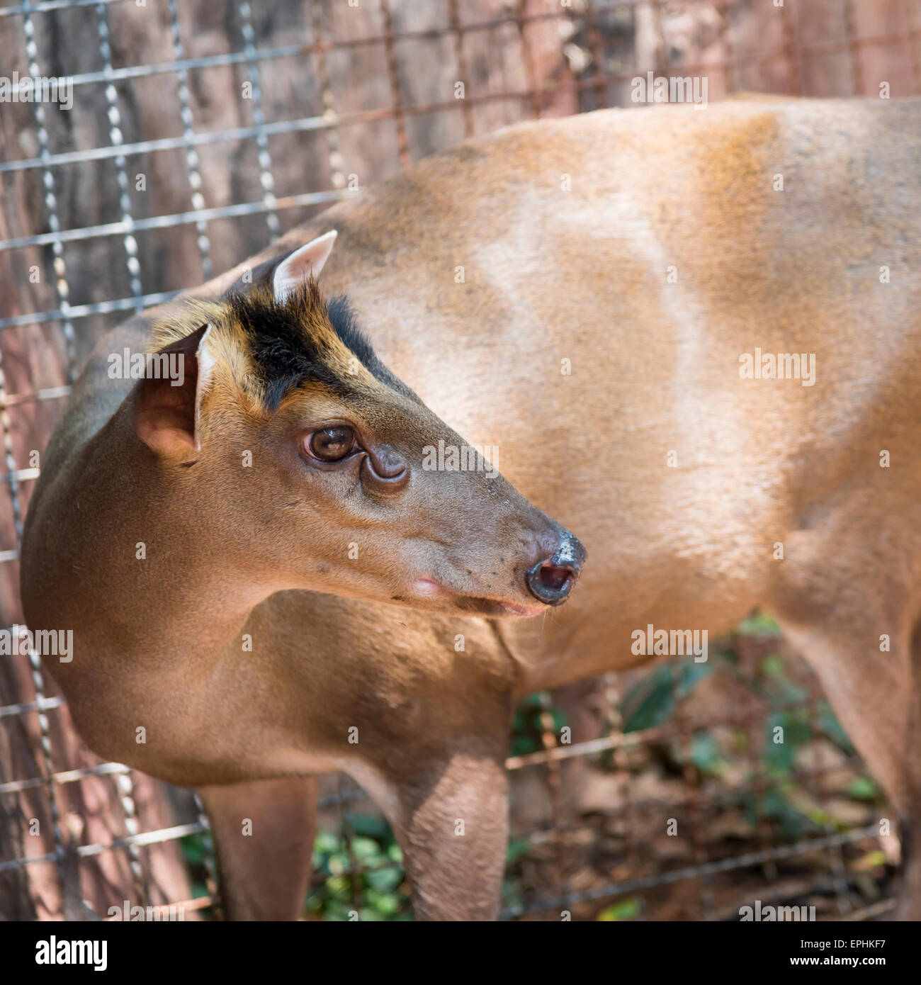 Chinese muntjacs hi-res stock photography and images - Alamy