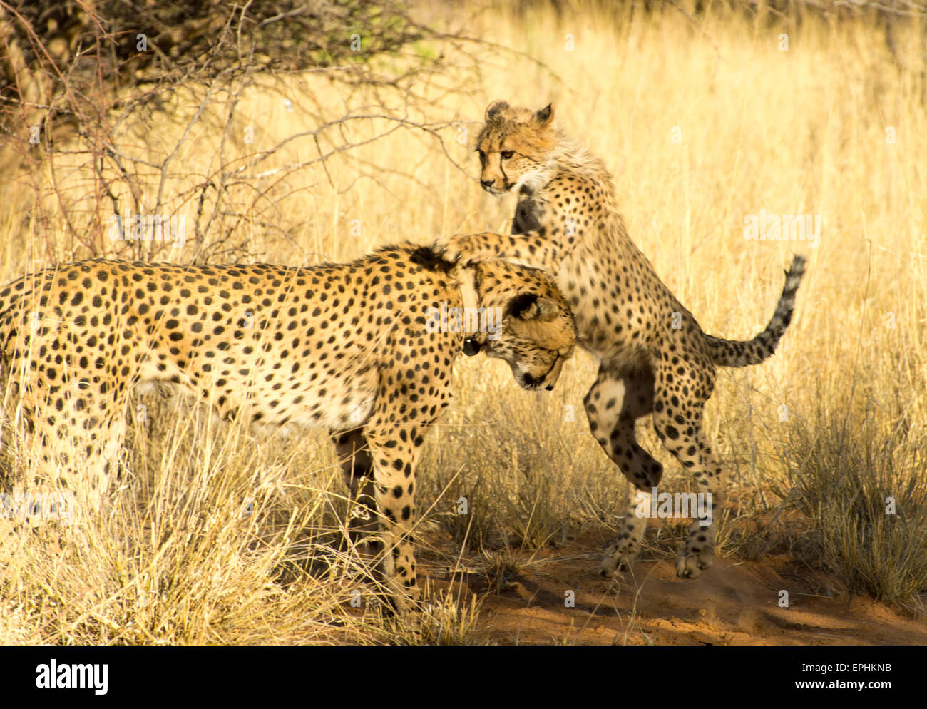 Africa, Namibia. AfriCat Foundation. Young cheetah playing with mother ...