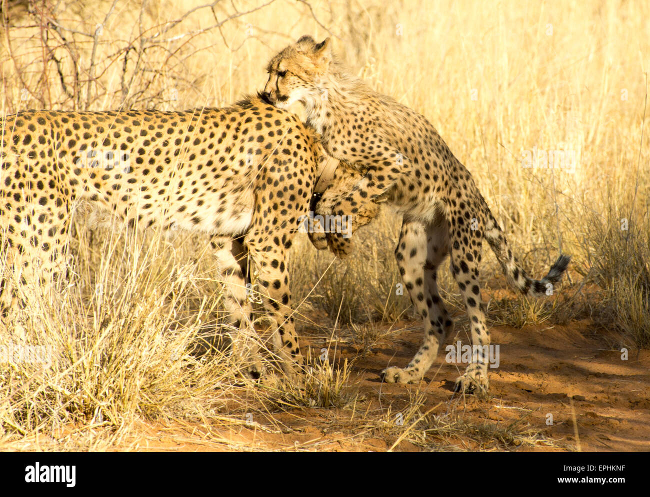 Africa, Namibia. AfriCat Foundation. Young cheetah playing with mother ...