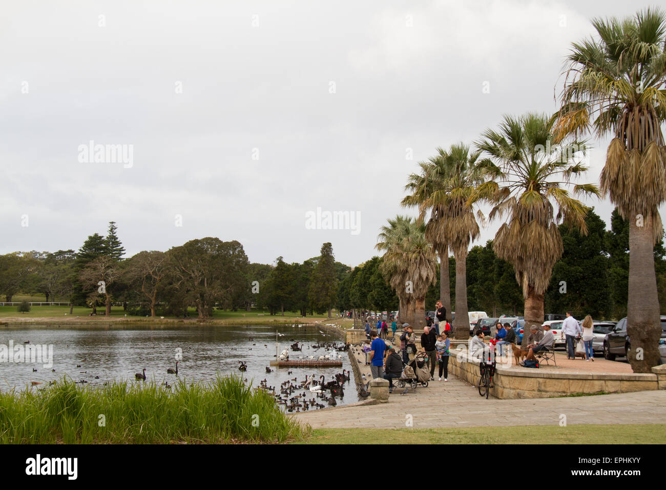 Duck Pond in Centennial Park in Sydney, Australia Stock Photo - Alamy