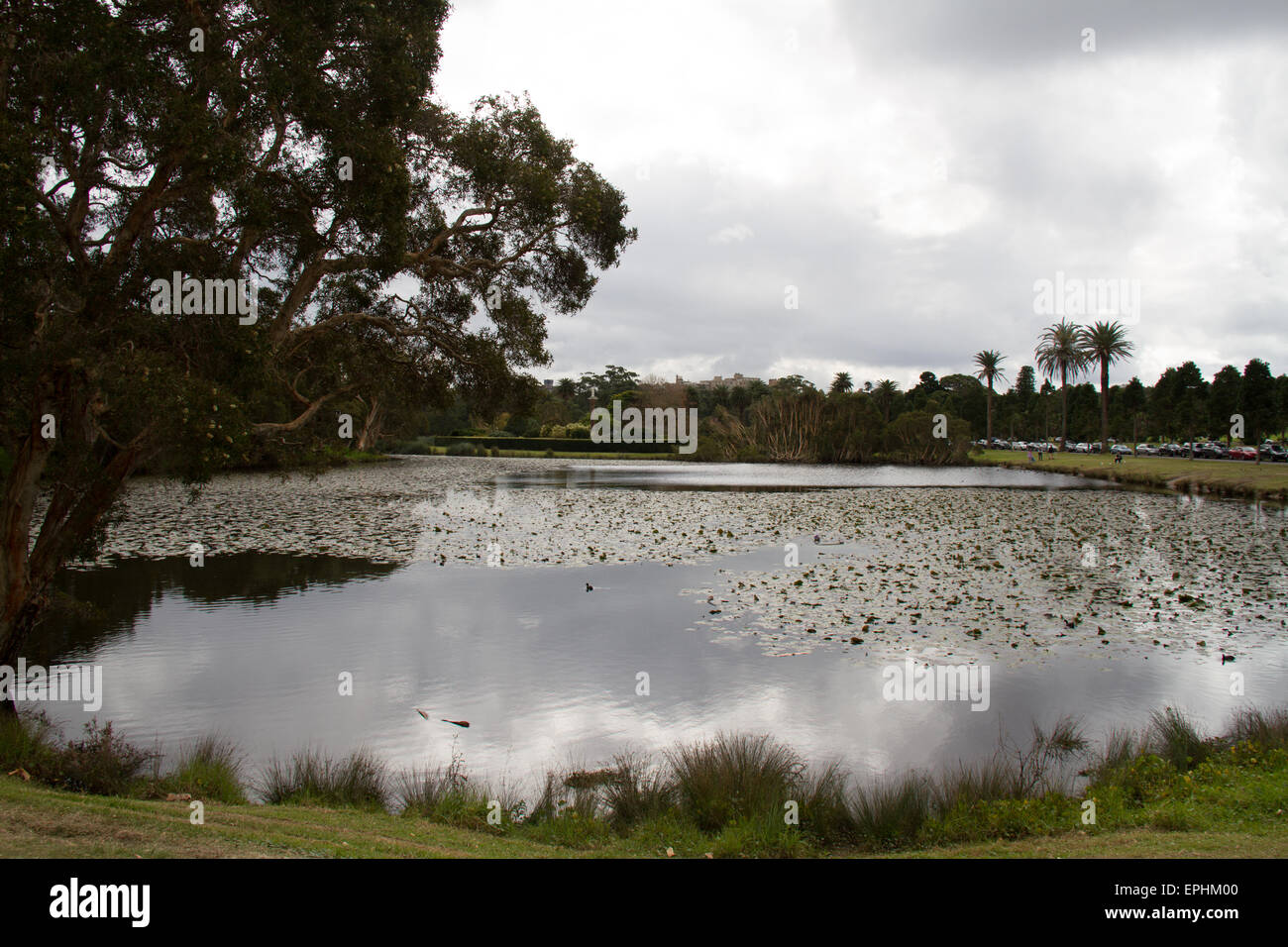 Busbys pond centennial park hi-res stock photography and images - Alamy