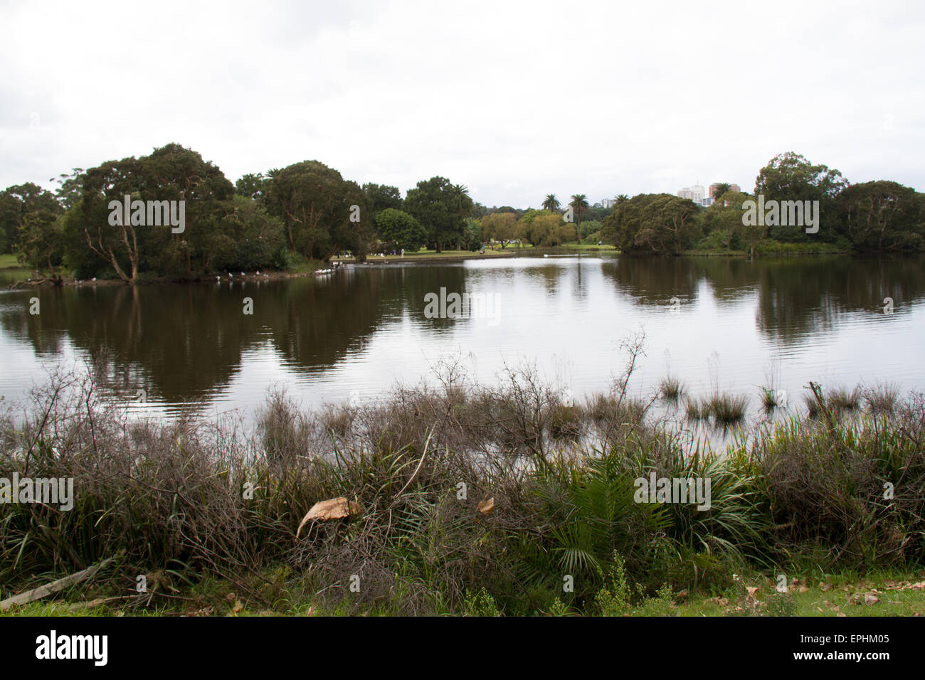 Busbys Pond in Centennial Park in Sydney, Australia Stock Photo - Alamy