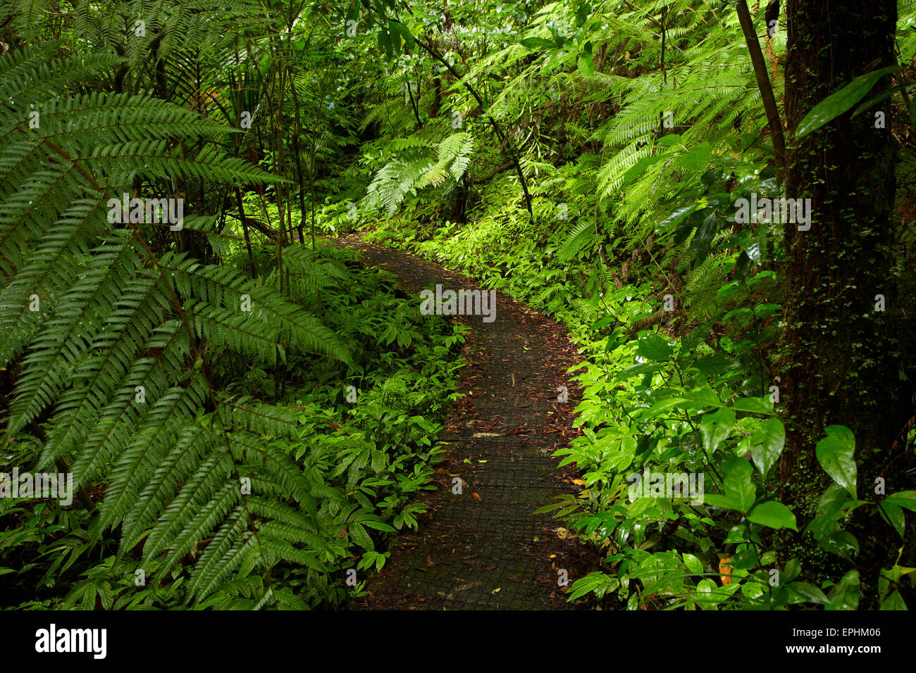 Auckland hunua ranges hi-res stock photography and images - Alamy