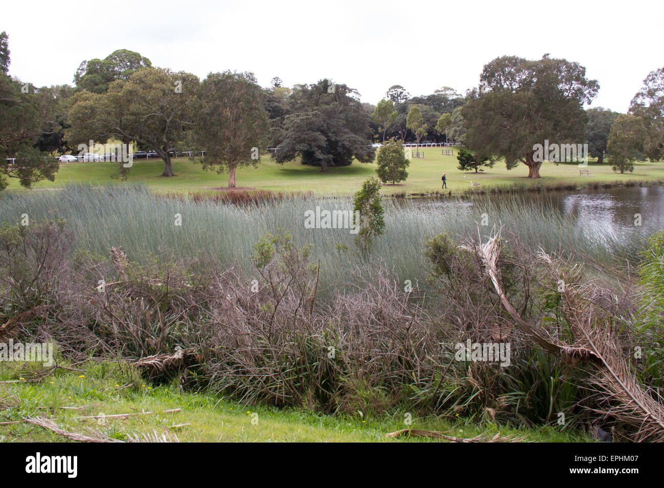 Busbys Pond in Centennial Park in Sydney, Australia Stock Photo - Alamy
