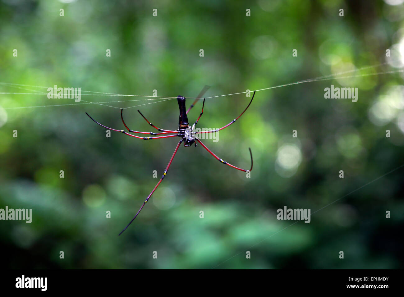 Giant Golden Silk Orb Weaver Spider (Nephila pilipes) in tropical rain ...