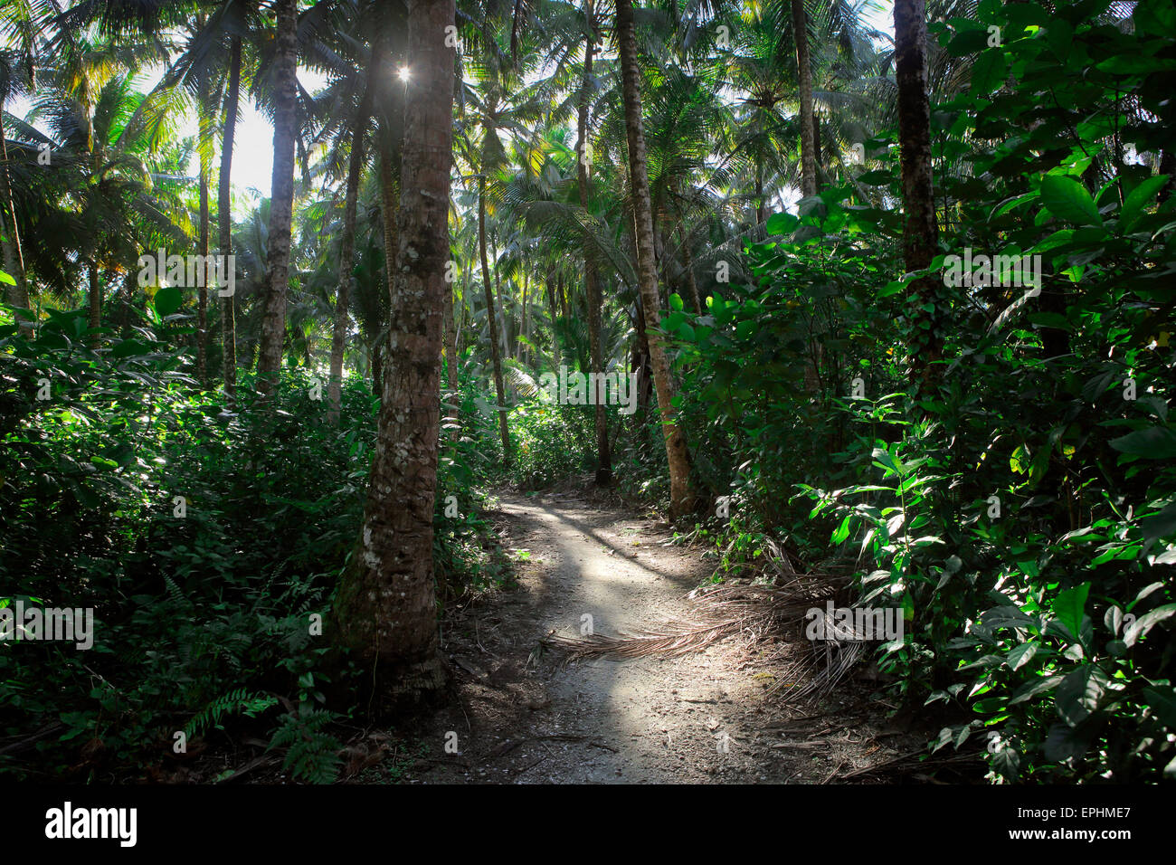 Jungle path hi-res stock photography and images - Alamy