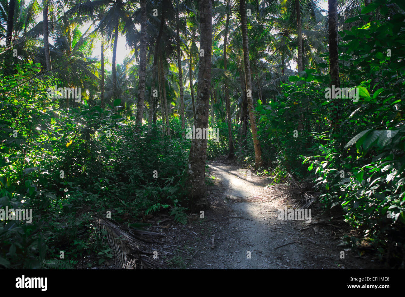 Path through tropical jungle on remote Asu Island in Sumatra, Indonesia ...