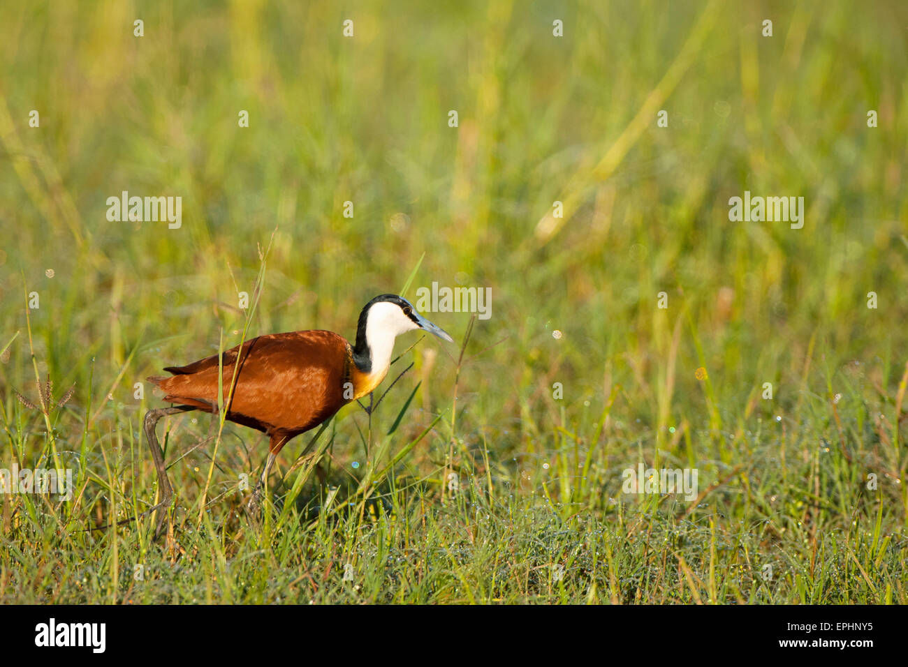 Polyandrous mating system hi-res stock photography and images - Alamy