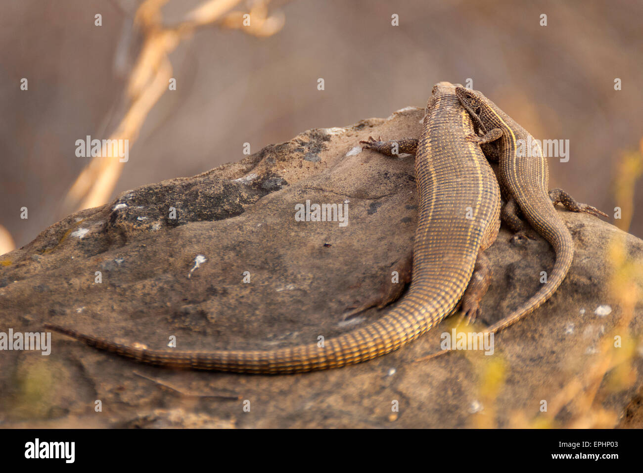 Giant plated lizard gerrhosaurus validus hi-res stock photography and ...