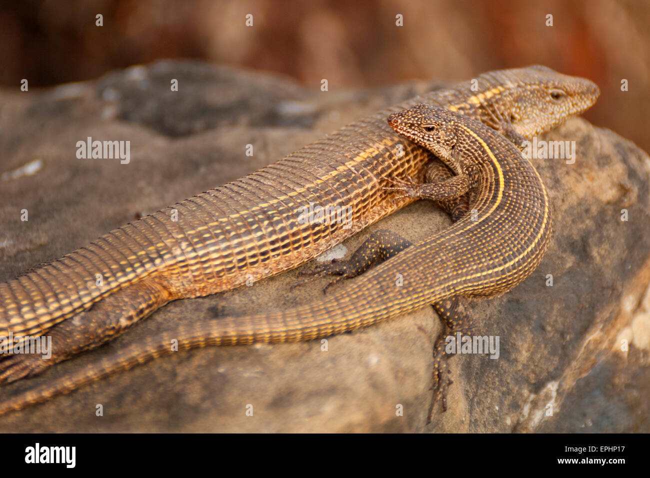 Giant Plated Lizard Gerrhosaurus Validus High Resolution Stock ...