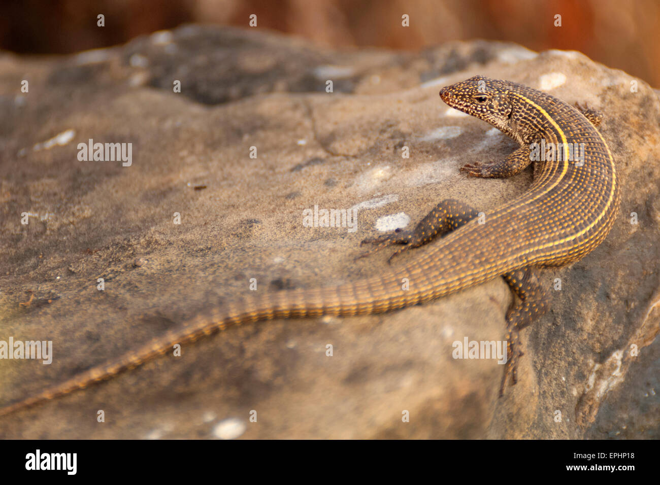 Giant plated lizard gerrhosaurus validus hi-res stock photography and ...