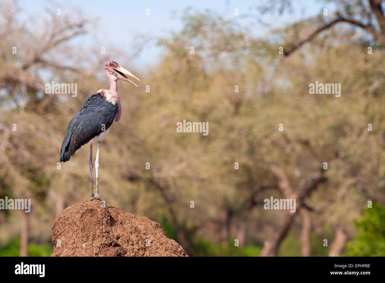 Semi colonial breeder hi-res stock photography and images - Alamy