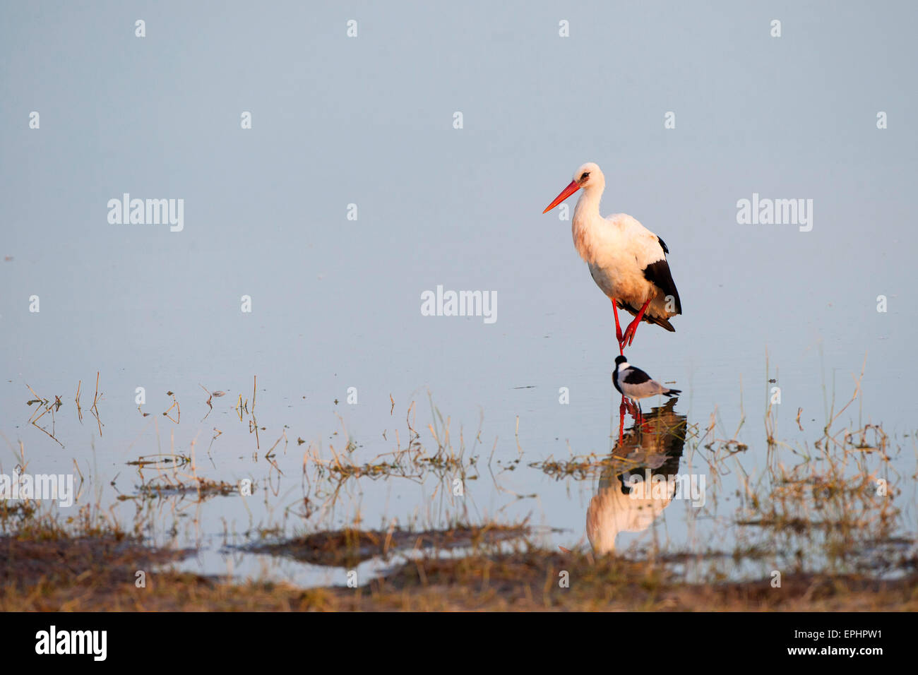 Cross beaks hi-res stock photography and images - Alamy