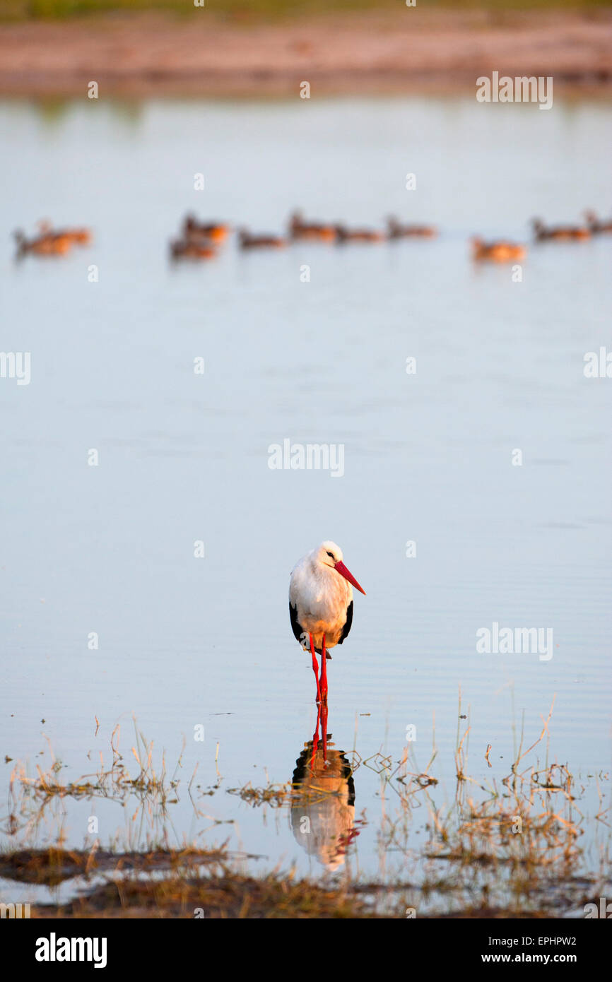 Cross beaks hi-res stock photography and images - Alamy