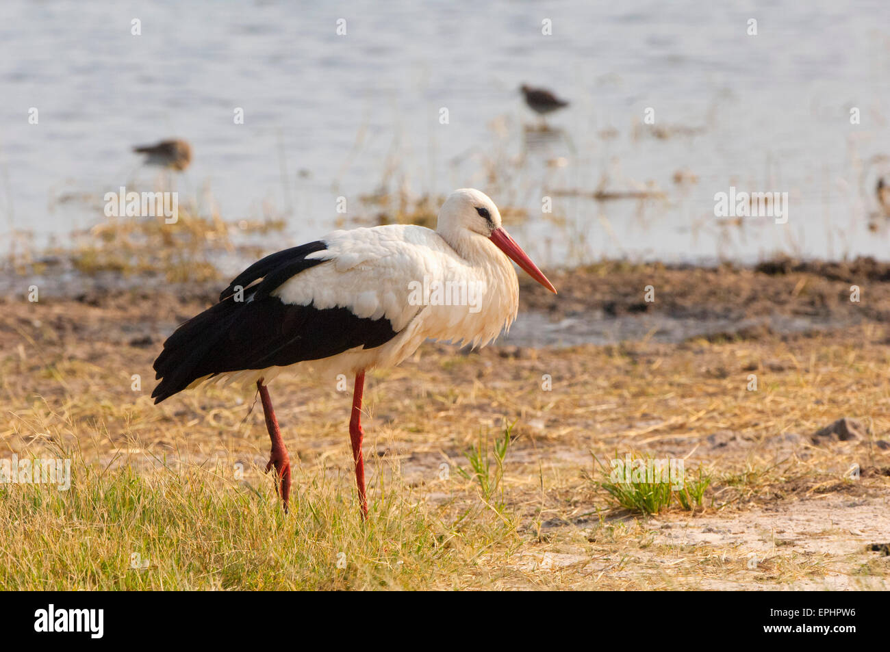 Cross beaks hi-res stock photography and images - Alamy