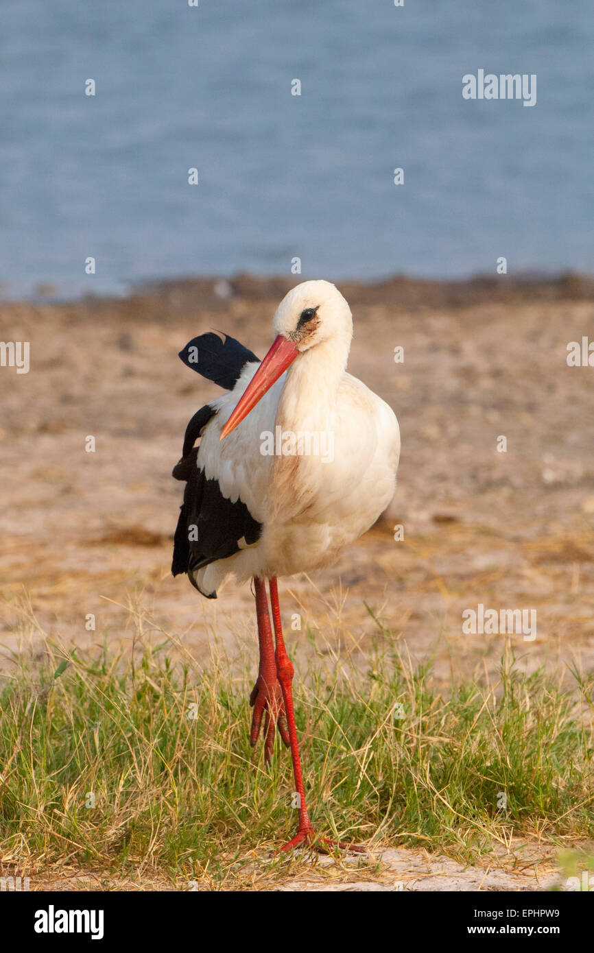 Cross Beaks High Resolution Stock Photography and Images - Alamy