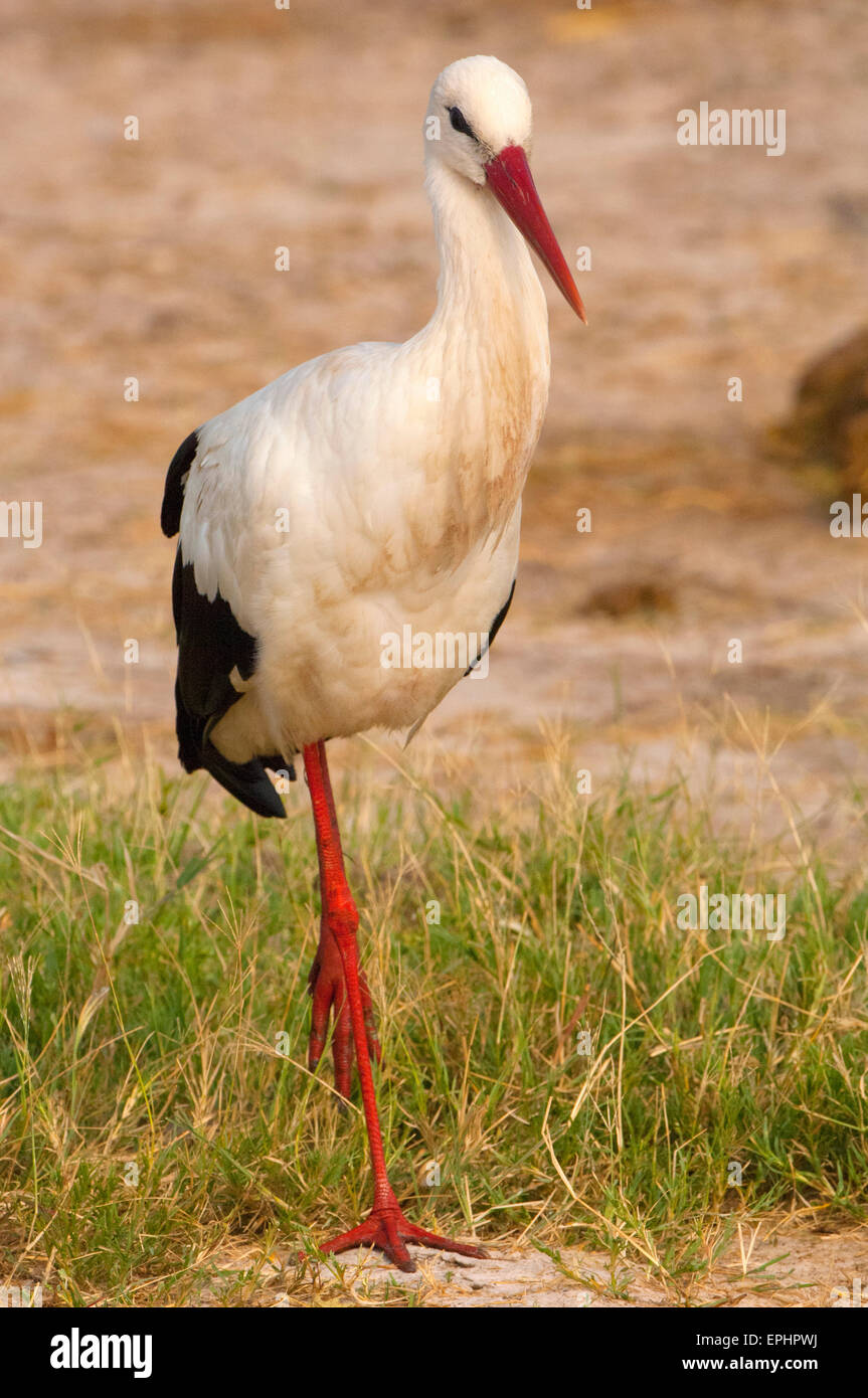 Cross Beaks High Resolution Stock Photography and Images - Alamy