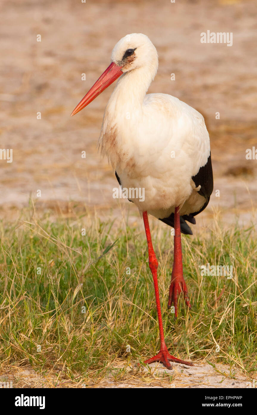 Cross beaks hi-res stock photography and images - Alamy