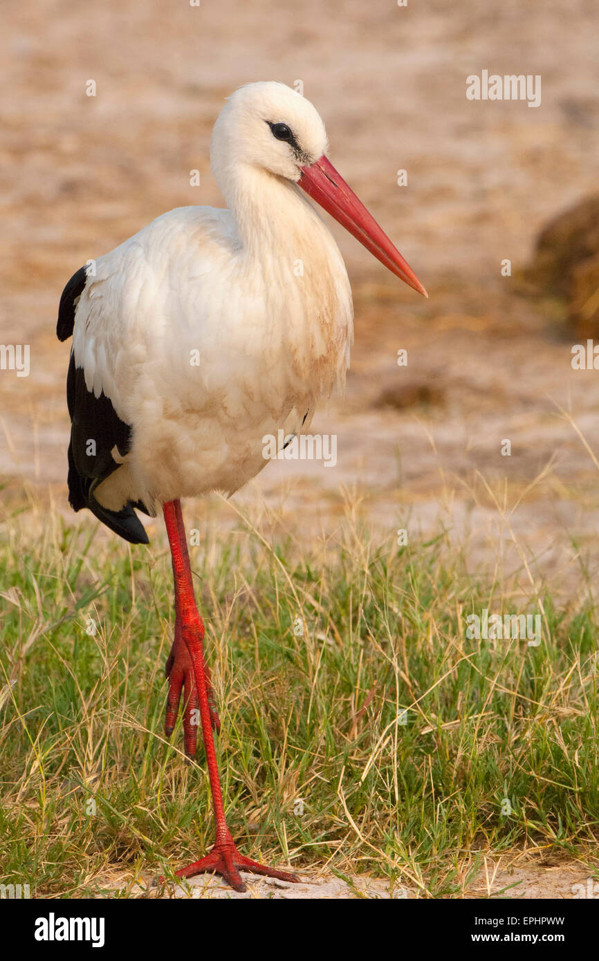 Cross beaks hi-res stock photography and images - Alamy