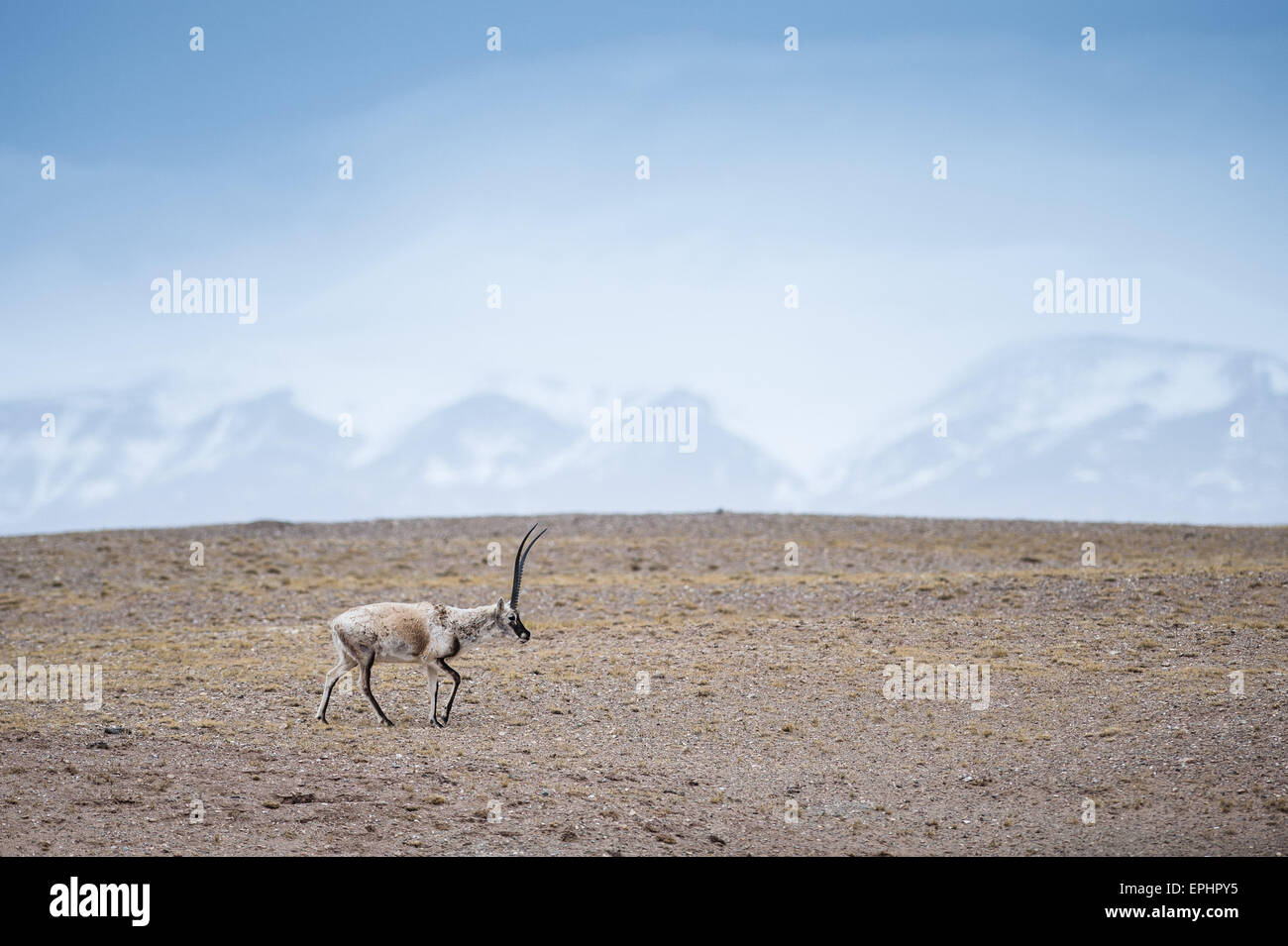 Tibetan antelope migration hi-res stock photography and images - Alamy